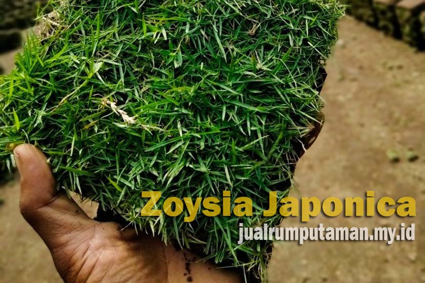 Harga Zoysia Japonica Per Meter Di Sampang - JUAL RUMPUT TAMAN