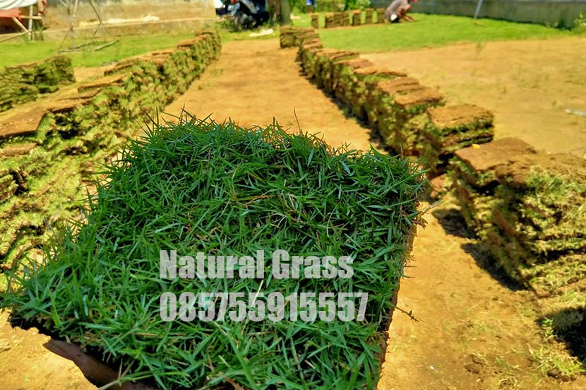 5 Jenis Rumput Yang Kuat Diinjak Terbaik - JUAL RUMPUT TAMAN